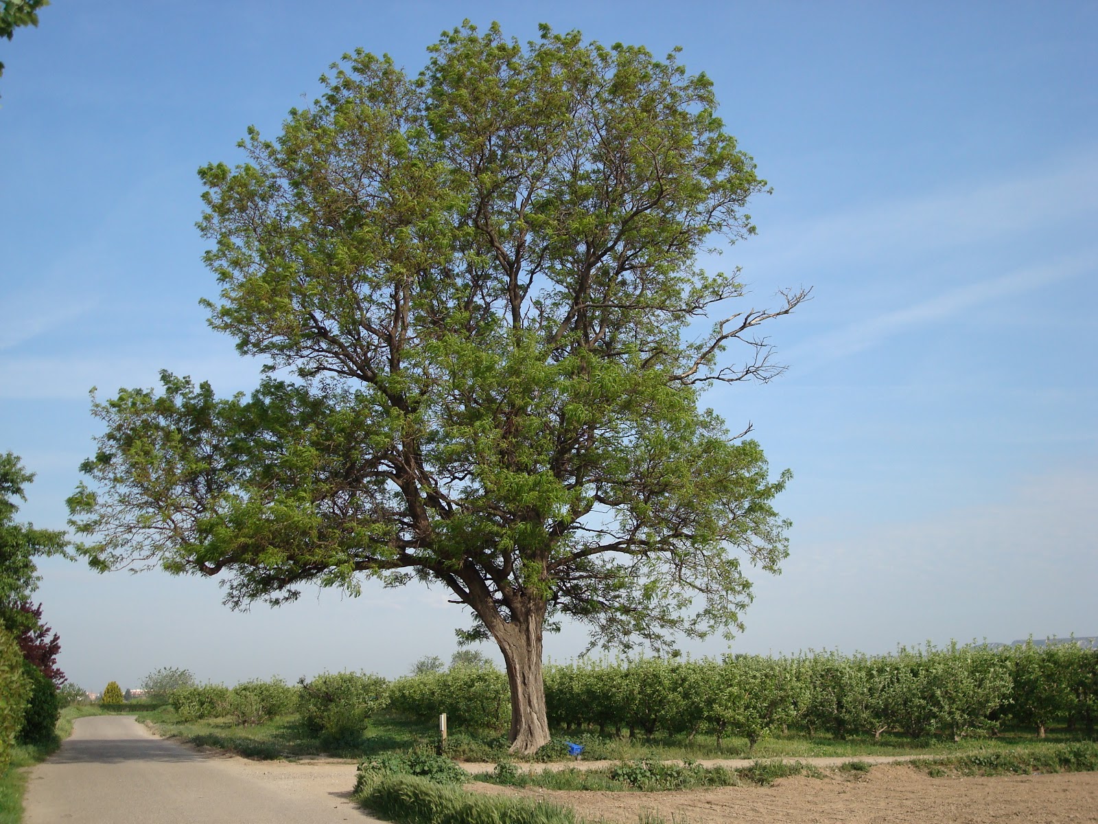 Acacia de tres espinas (gleditsia triacanthos) - Frutas del mundo