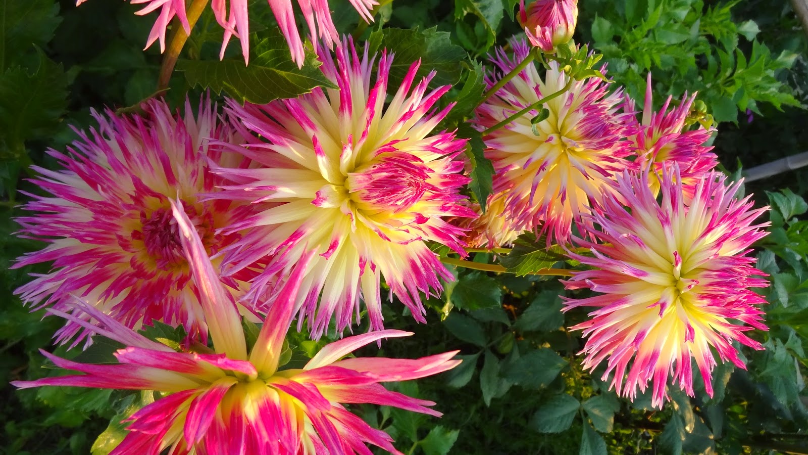 Dahlia flowers: Dahlia catalog-L-N