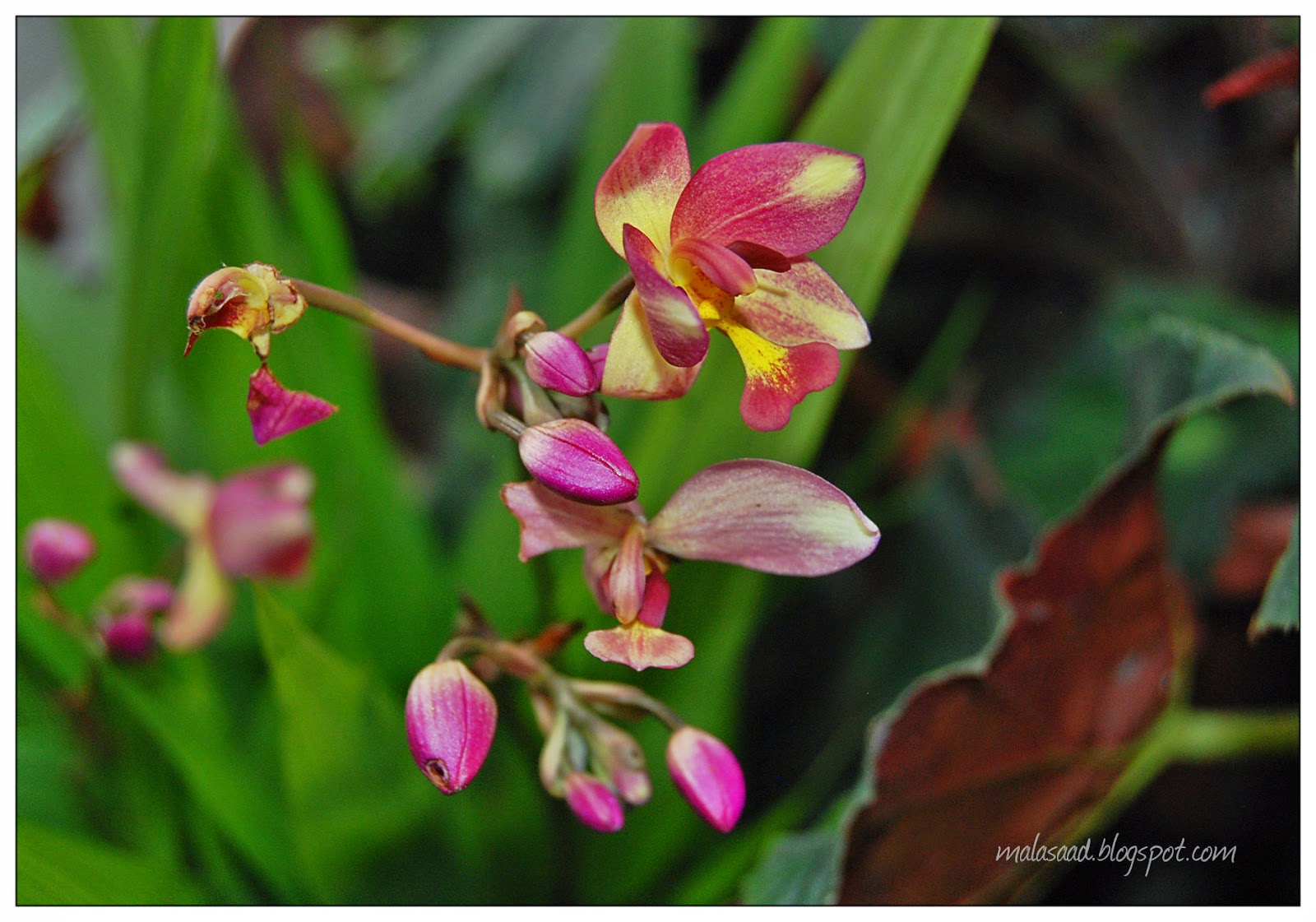 My Green Eye's: True Colors - Part 1