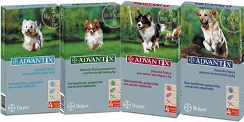 Mis mascotas: MI PERRITA NIKA Y LA LEISHMANIA