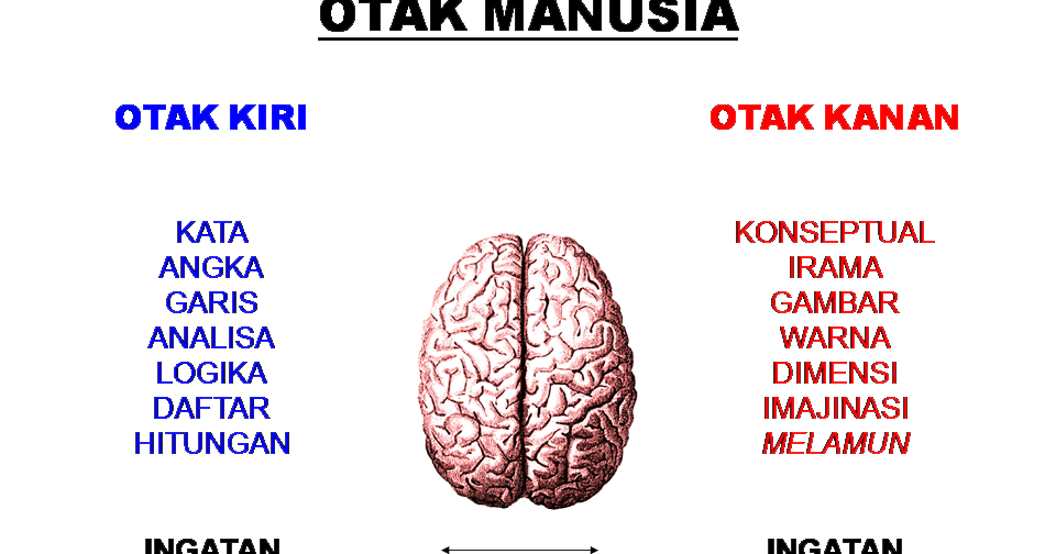 Otak Manusia, Otak Kiri dan Otak Kanan - Karirplus.web.id