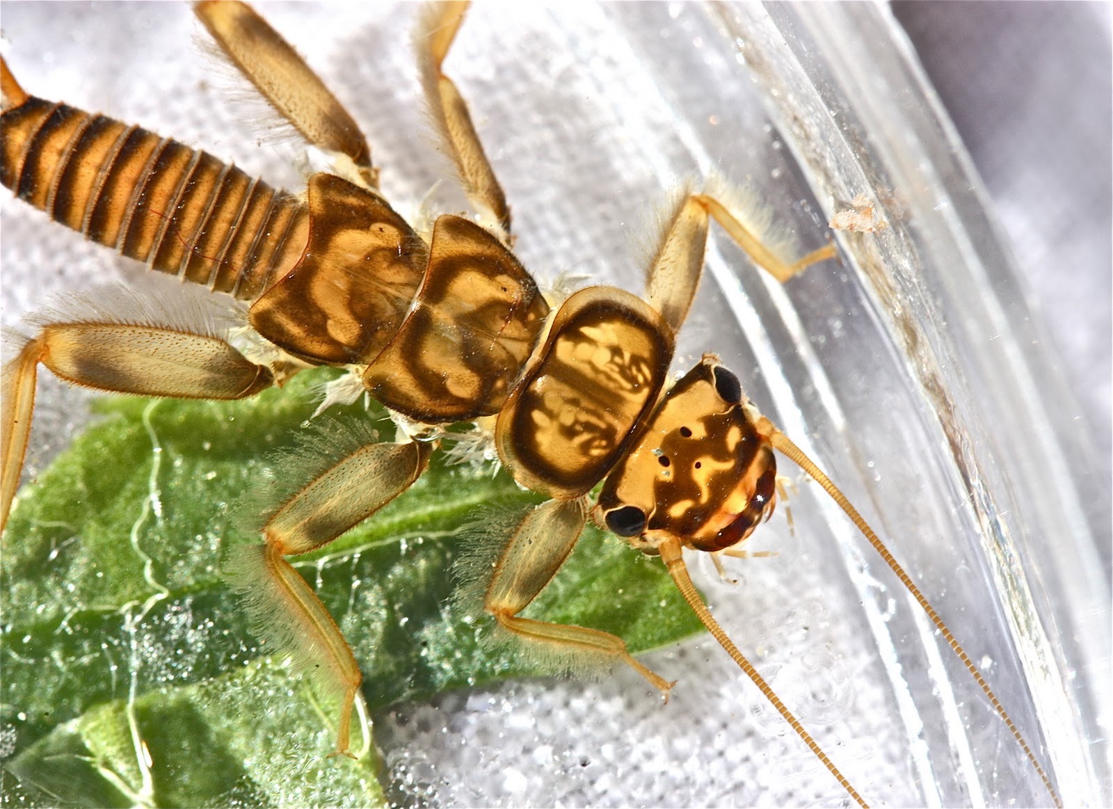 Aquatic Insects of Central Virginia: Another Stonefly Family Returns ...