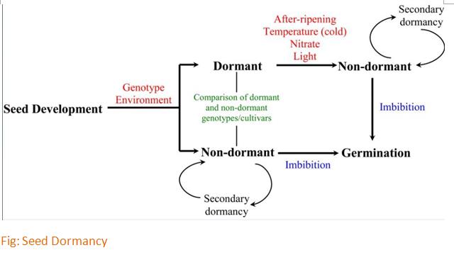 Seed Dormancy ~ Dhiraj's Blog
