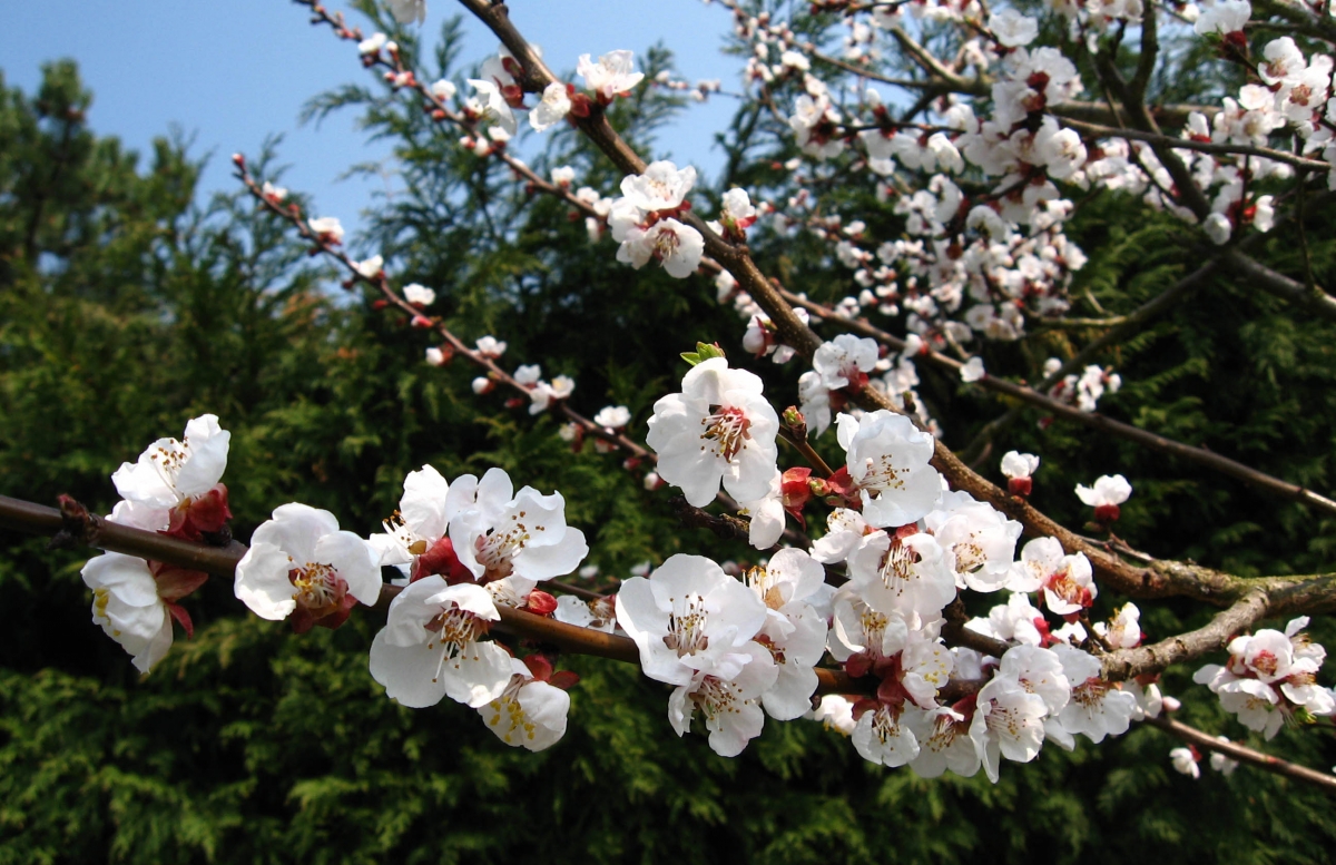 Arqueotoponimia: Bajo el manzano florido