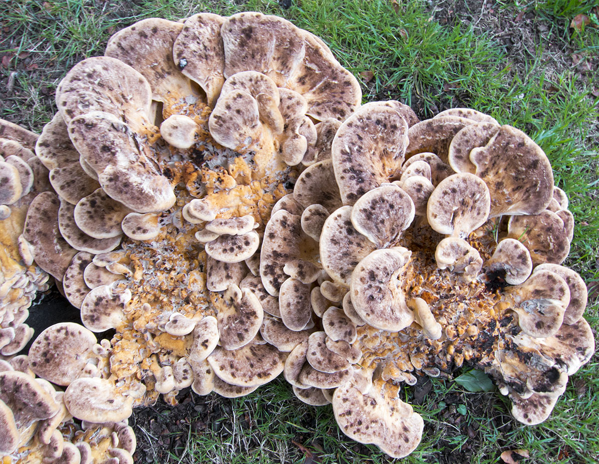 Giant Polypore Naturally