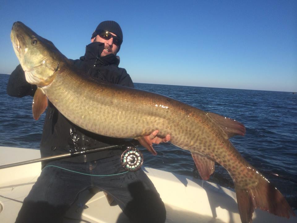 International Fishing News: US: caught a 50 lb muskie on fly rod