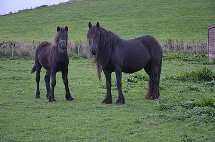 Horse Life and Love: Dales Ponies.