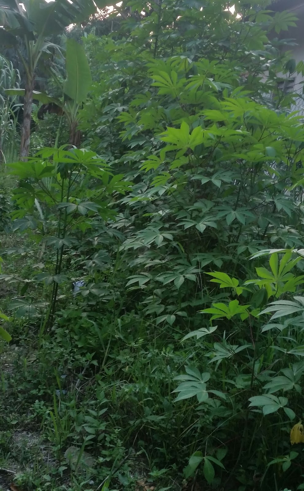 Warisan Petani: Tanam Ubi Kayu Keliling Rumah.