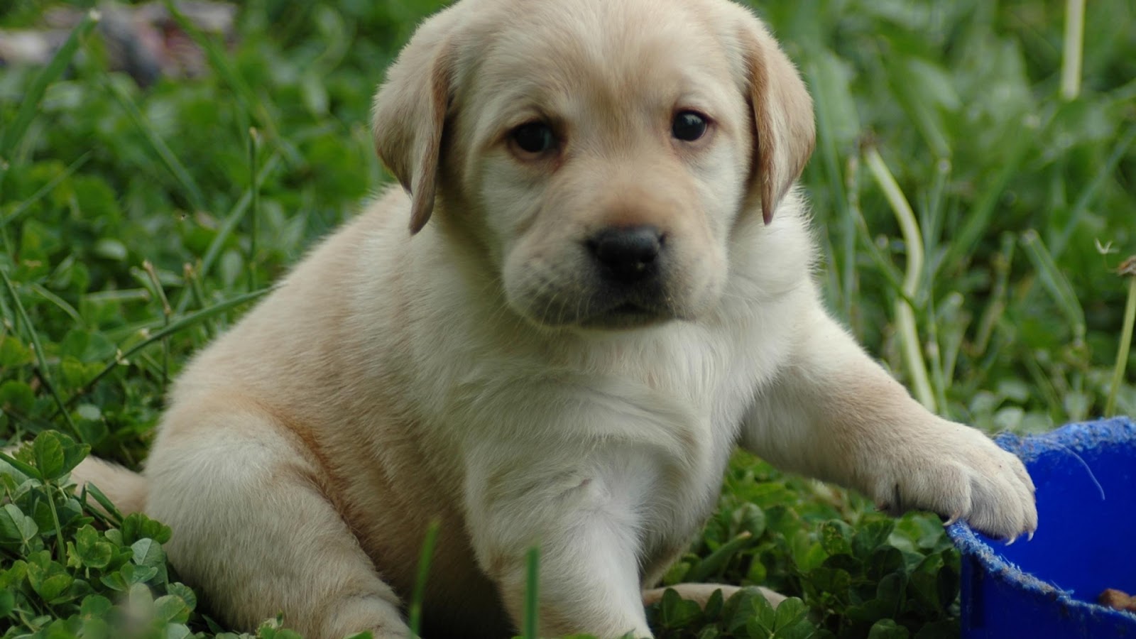 Fondo de pantalla perros 1920x1080 ~ Fondos de pantalla HD