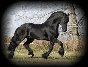 Sisterhood: Frieser hästen!