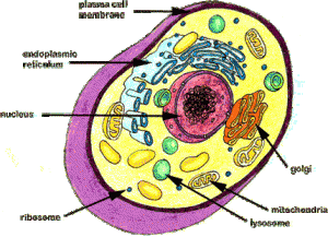 LA CELULA ~ MUNDO DEL BIOLOGO