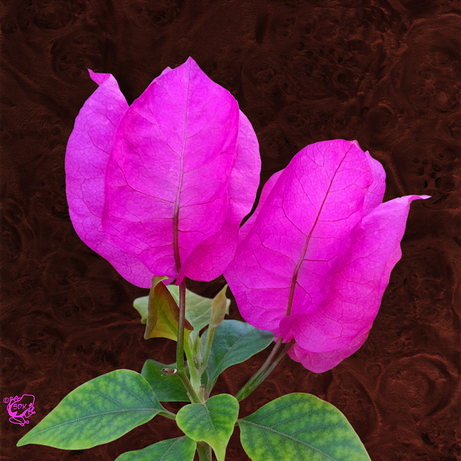 Fauxhead: Life, Laughter and the Pursuit of Art: June 2013