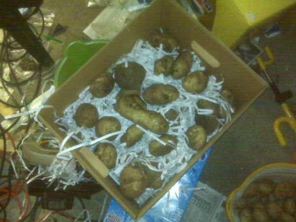 Sinfonian's Garden Adventure: 2) Build-As-You-Grow Potato Bins