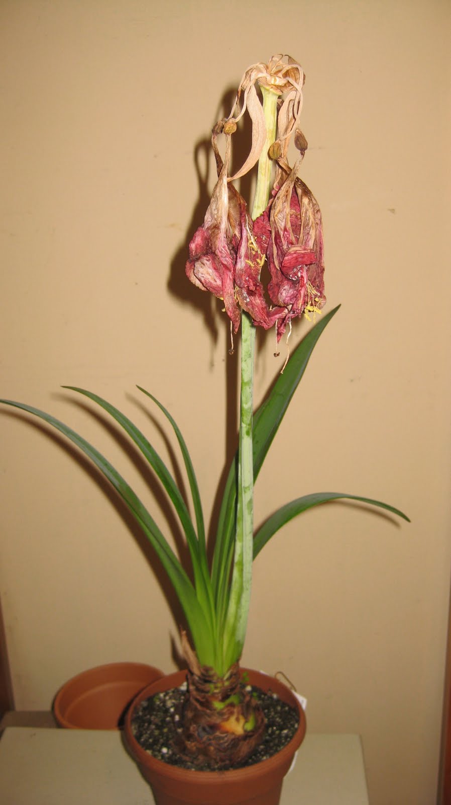Logee's Tropical Plants Blog: After Bloom Care for Amaryllis