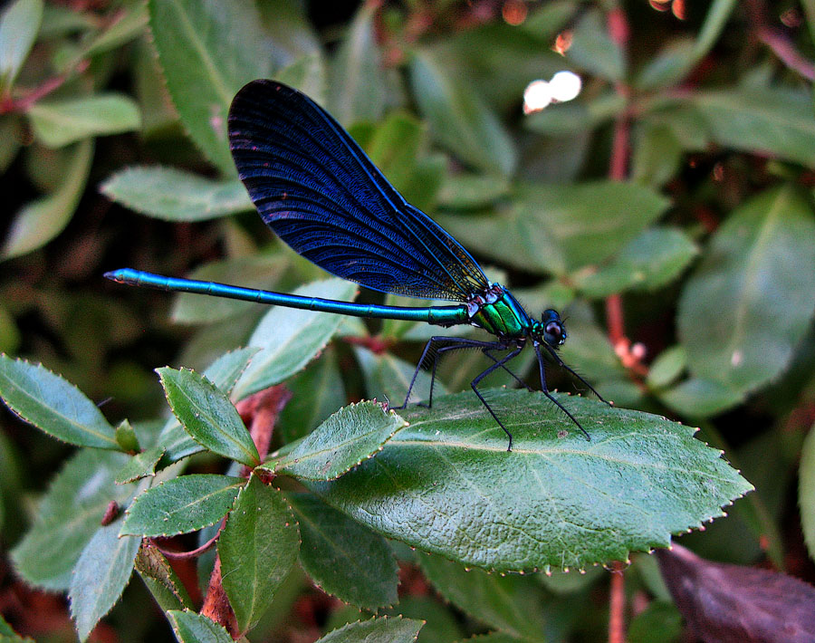 La Faunia de Helena: Insectos