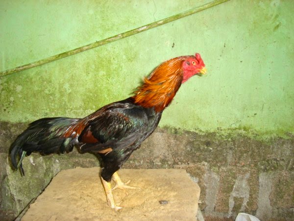 GALOS DE COMBATE BRASIL #2021: UM DOS GALOS MAIS FAMOSOS DO BRASIL