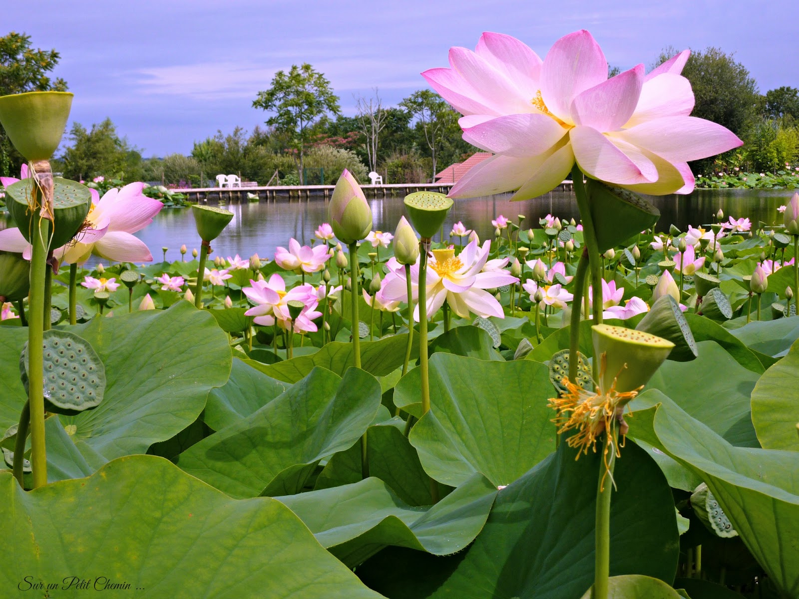 Sur un petit chemin ...: Lotus lumineux