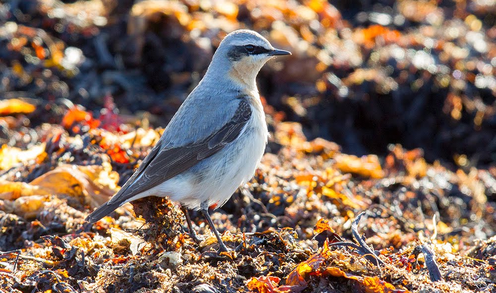 The Bruce Mactavish Newfoundland Birding Blog: The Season called Spring ...