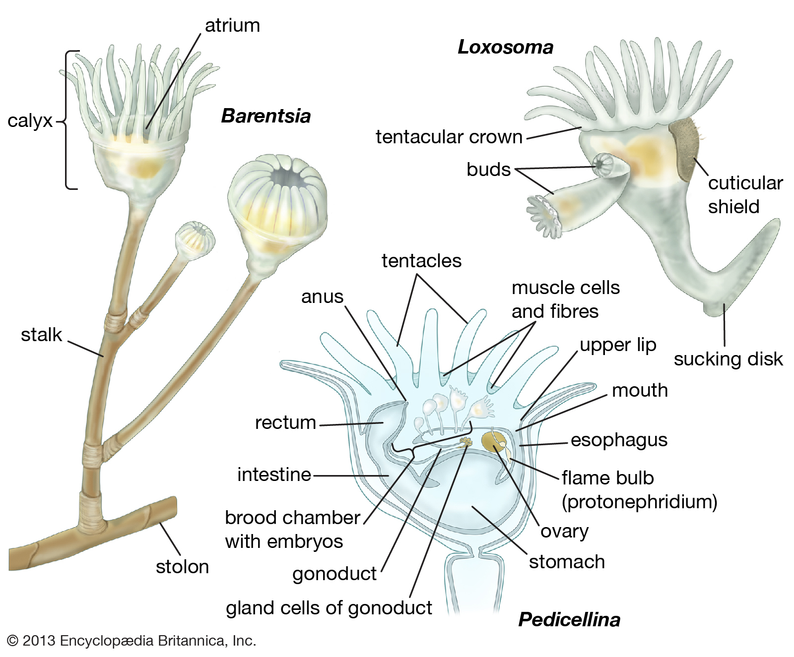 Klasifikasi 35 Filum dalam Kingdom Animalia (Hewan)