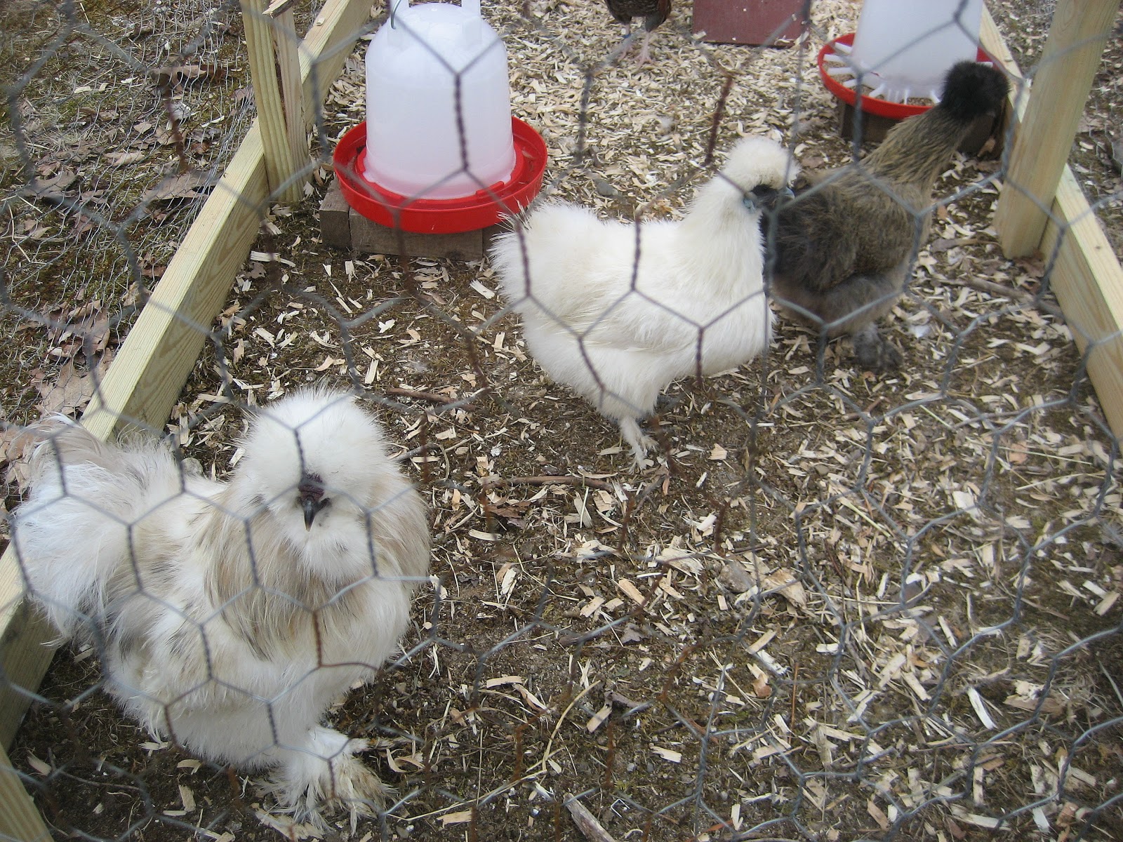Chicken Scratch: Jewelry Box Chickens