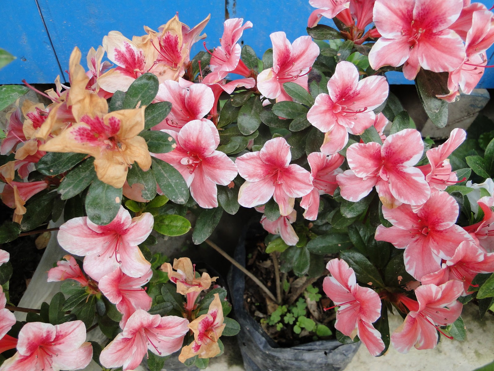 Flowers found around Darjeeling