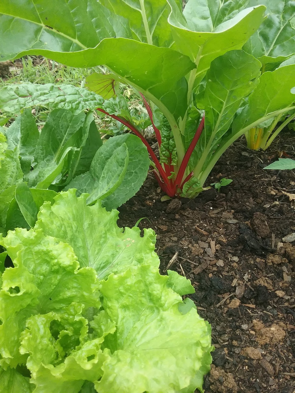 Vegans Living Off the Land: Blueberry & vertical trellis biodiverse garden