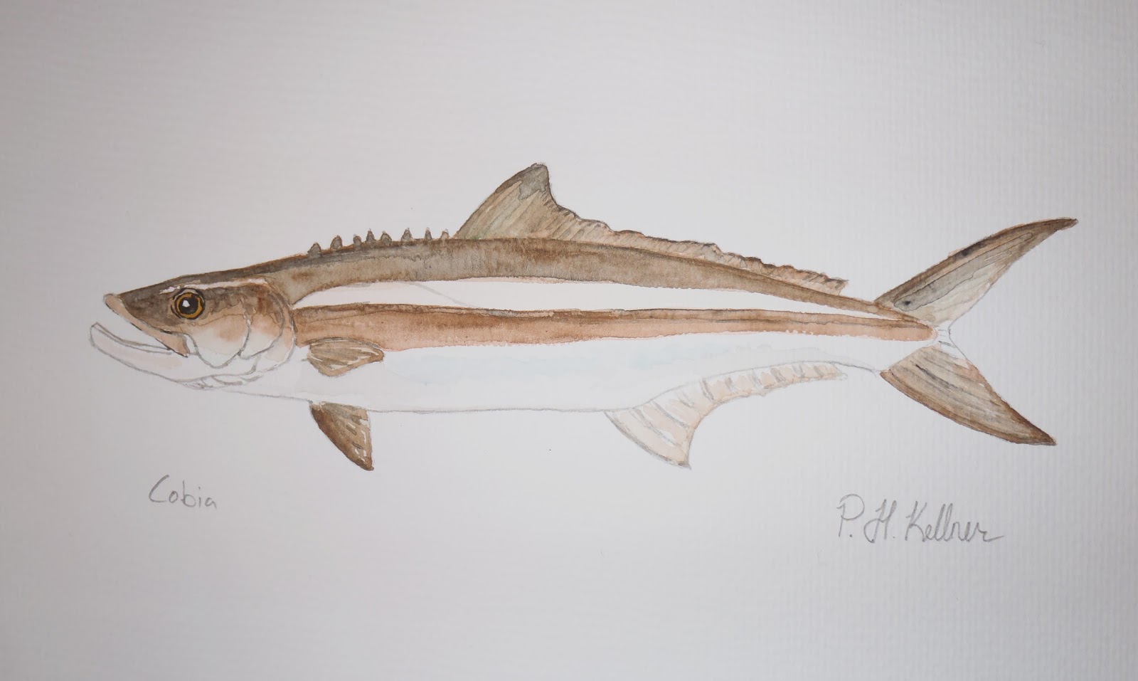 P. H. Kellner - Fish Watercolors