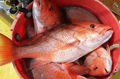 Frozen Red Snapper, Red Snapper Fillets for Sale, Red Snapper Wholesale ...