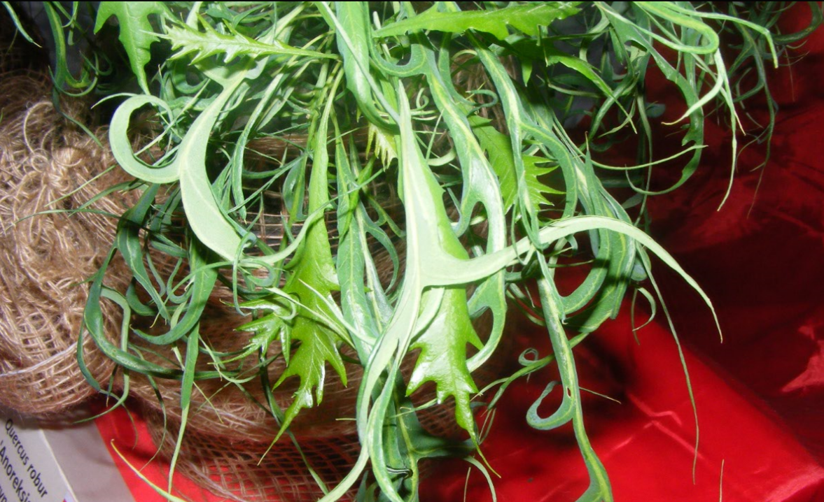 Z botaniką pod rękę: Polskie odmiany dębów.