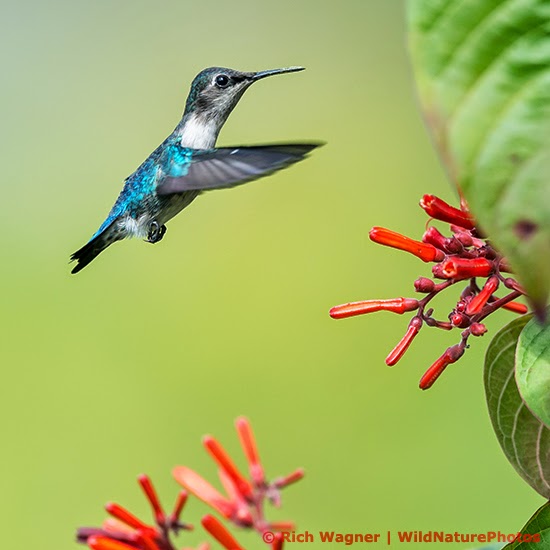 Pashudhan and Animal Science : Bee Hummingbird – world’s smallest bird