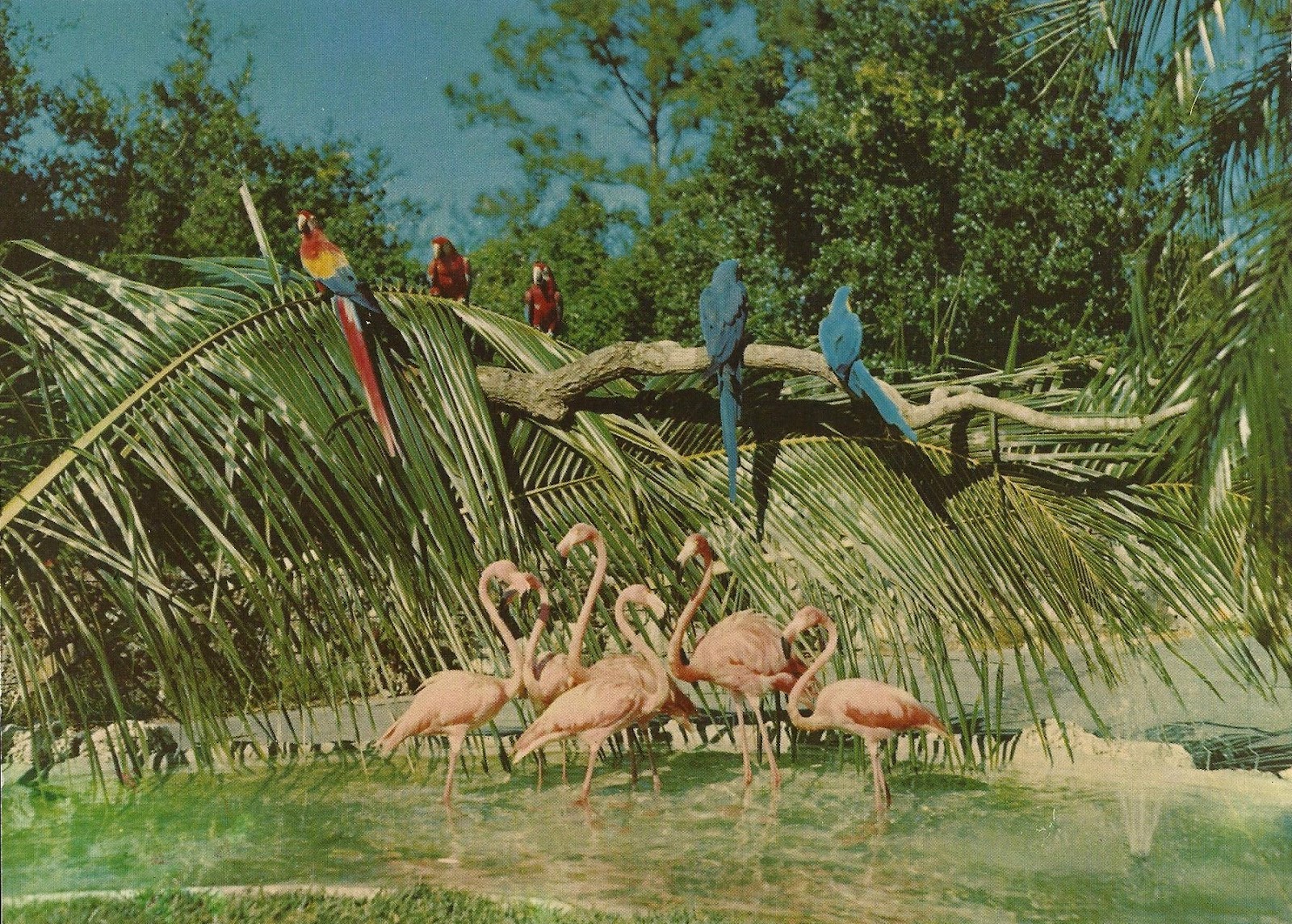 Vintage Travel Postcards: Parrot Jungle - Miami, Florida
