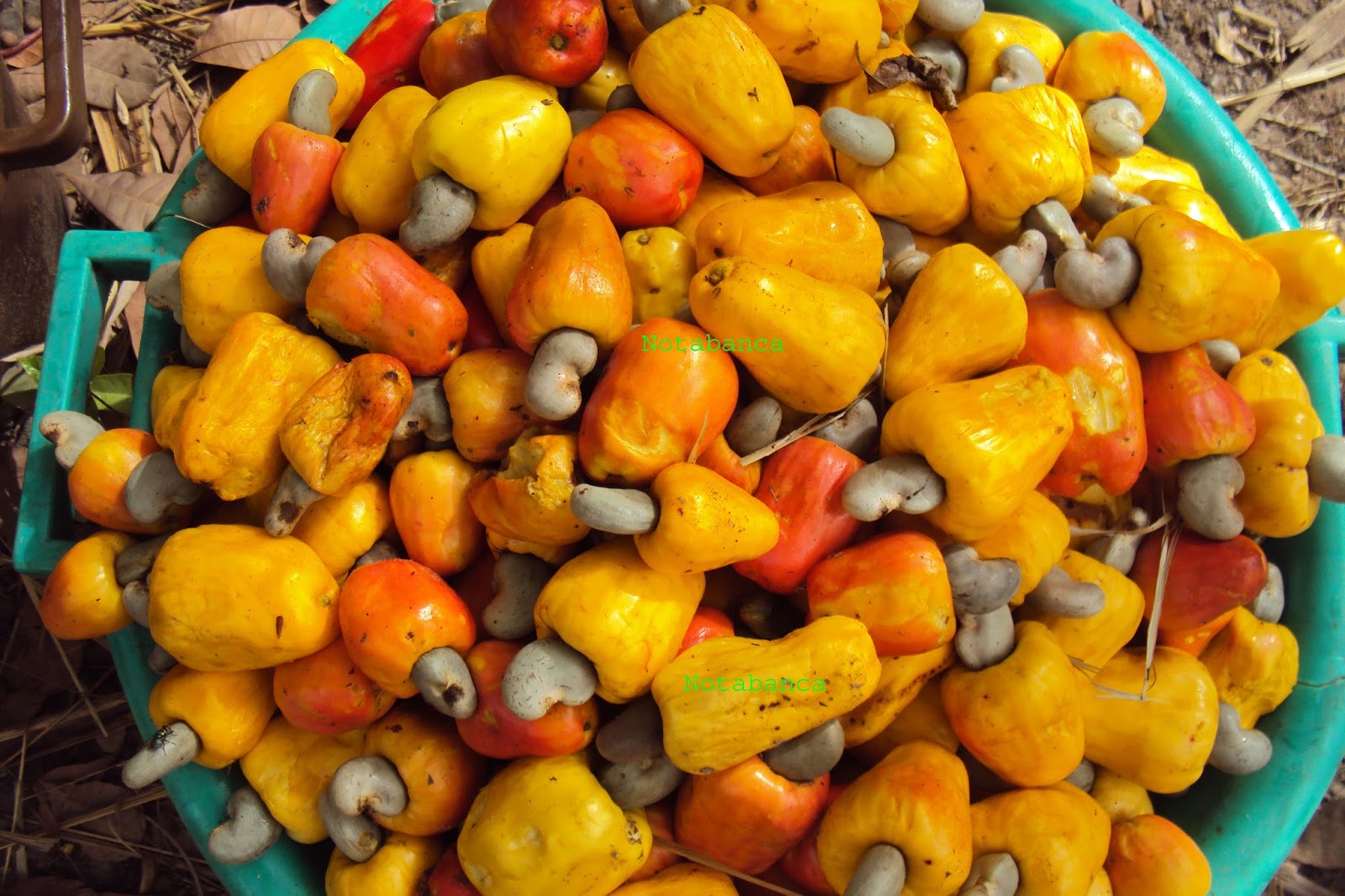 Conosaba do Porto: DETIDAS 11 TONELADAS DE CAJU UMA VIATURA 03 ...