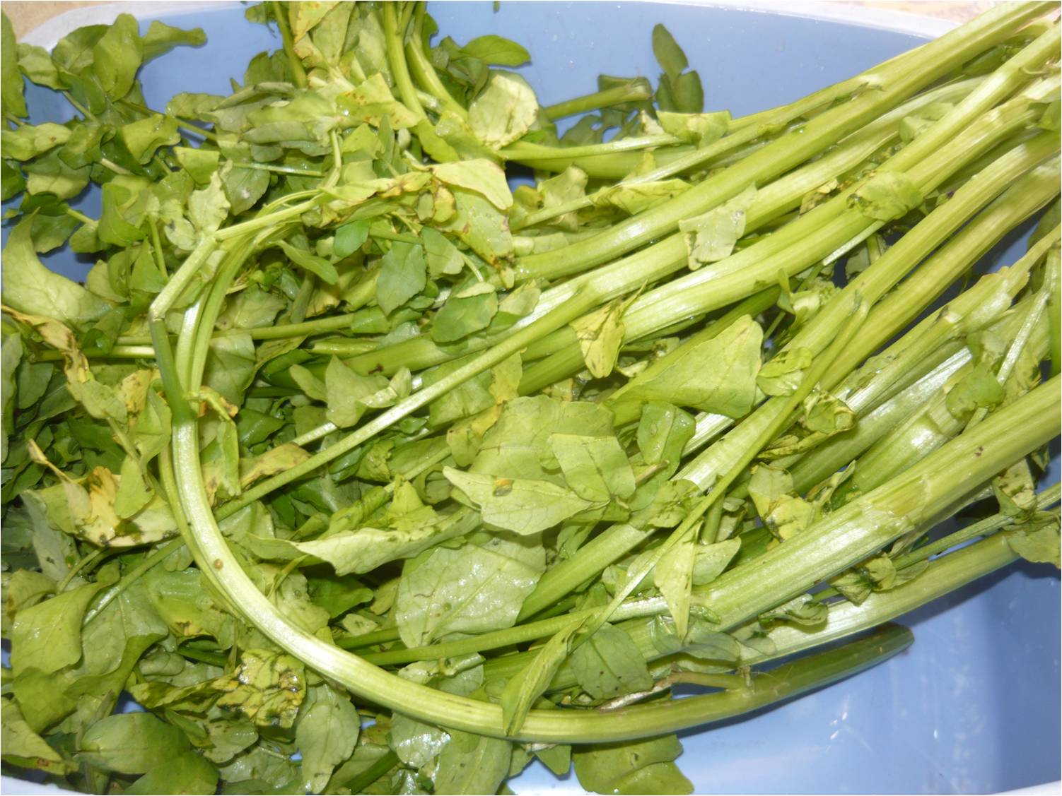 ALTERNATIVA ECOLÓGICA: CULTIVO DE BERROS