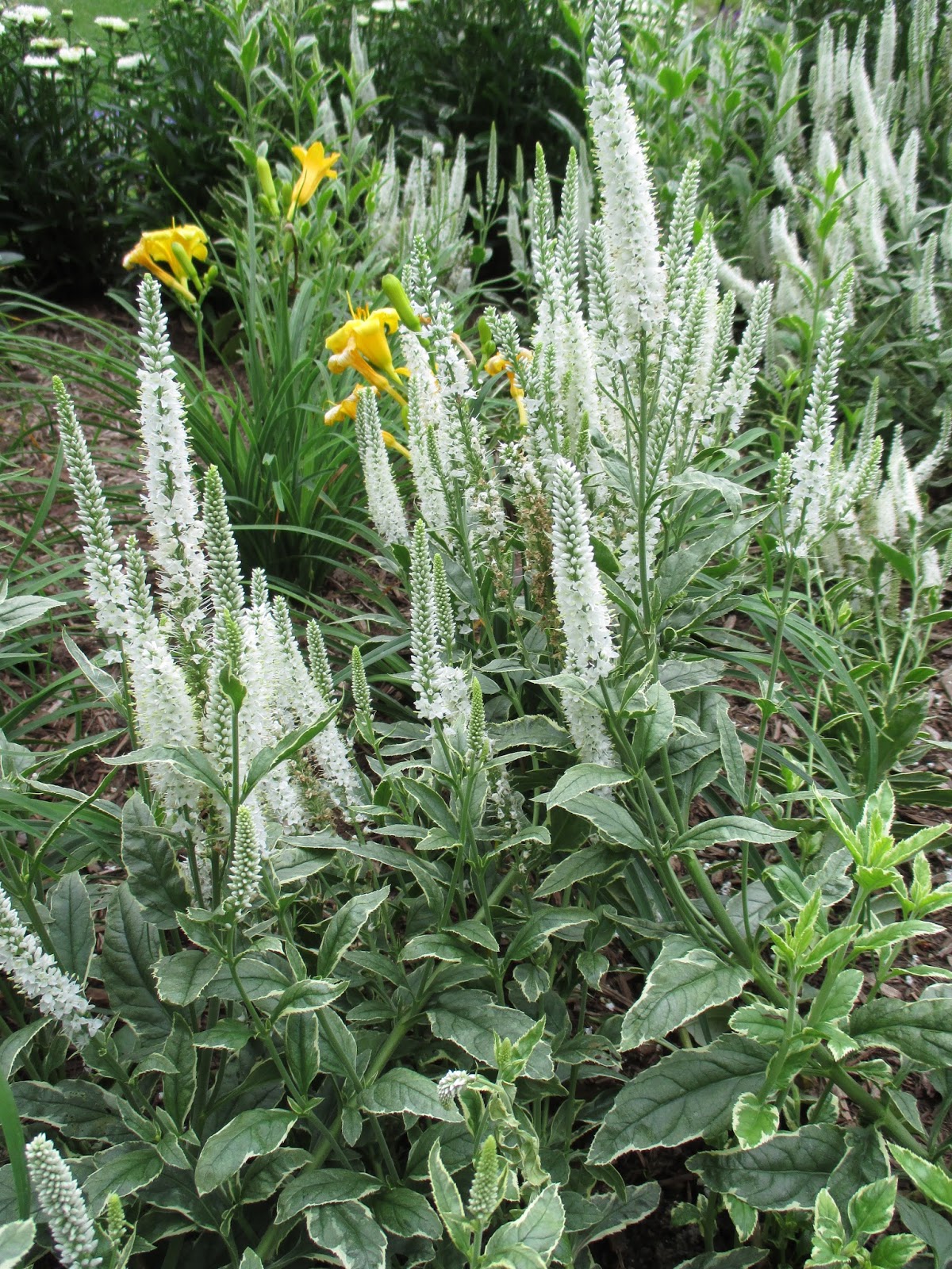 Vivid Veronicas - Rotary Botanical Gardens