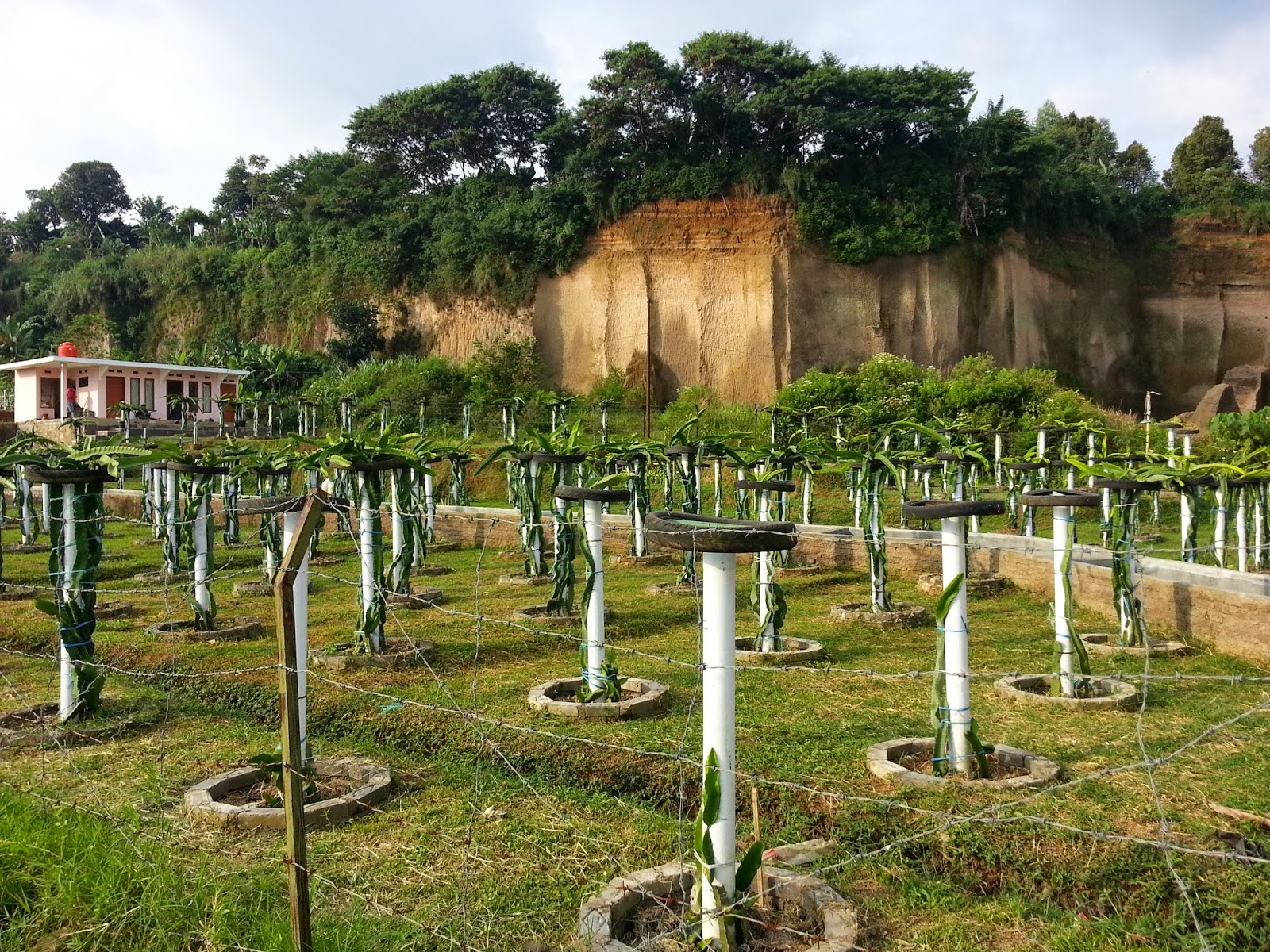 Trekking: Parongpong through Stunning Valley and People's Garden