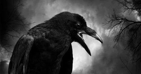 Burung Kedasih Hitam Pasar Burung Lolohan - Macam Macam Burung