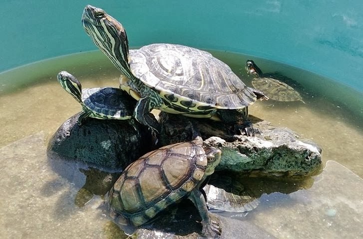 Tortugas: Tortuga Pavo real