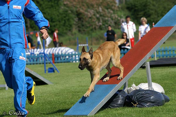 Agility Sport