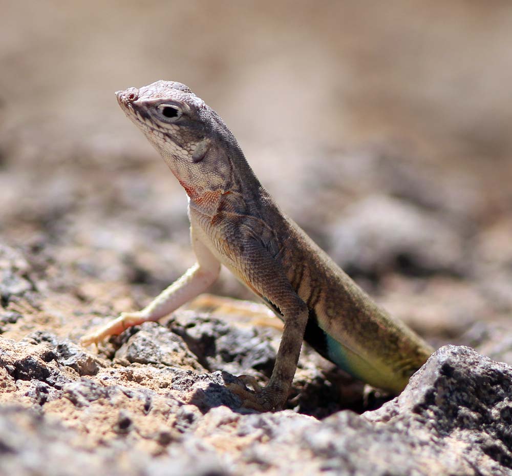 Birdernaturalist: Lots of Lizards in Tucson