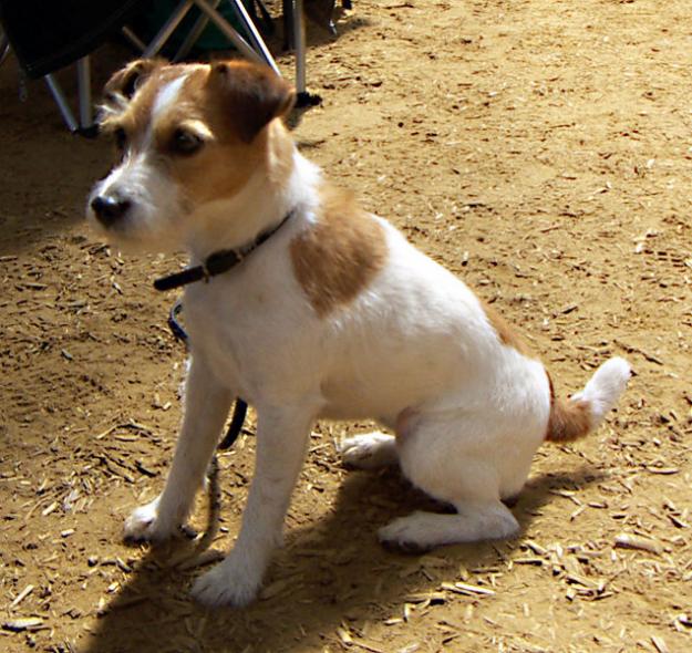 MUNDO ANIMAL: Jack Russell terrier