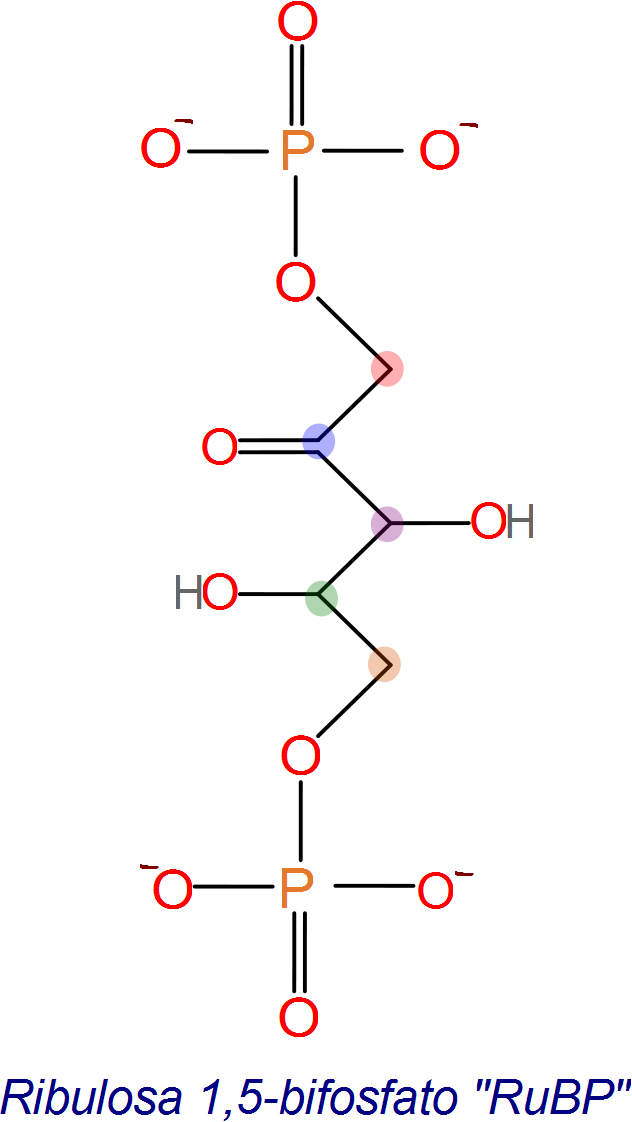 Ciencias de Joseleg: Paso 11, de la regeneración de RuBP, síntesis ...