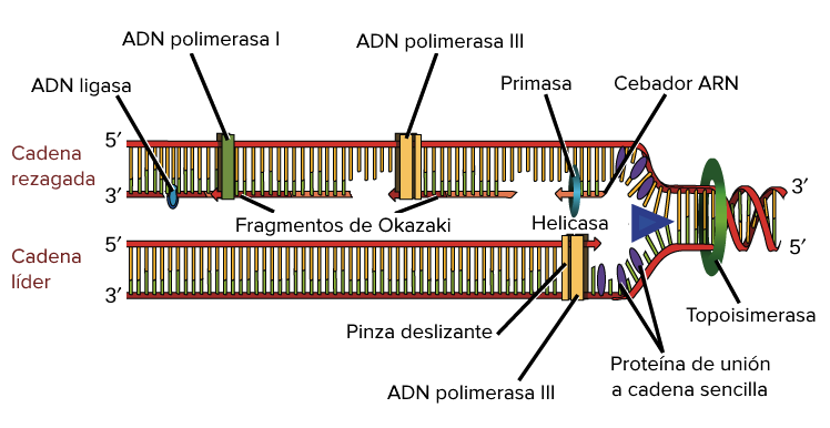 Descubriendo lo invisible de la Biología 2º : UNIDAD 9.-1 GENÉTICA MOLECULAR.