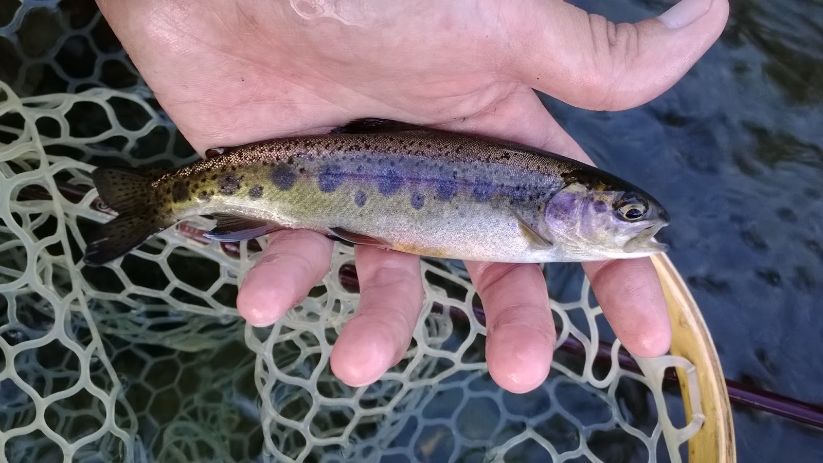 Nymphing Putah Creek: Make Mistakes. Learn. Win. – Keep Calm and Fly Fish