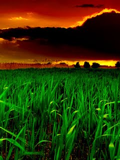 My Mobile Store: Nature Wallpapers (Resolution - 240 x 320)