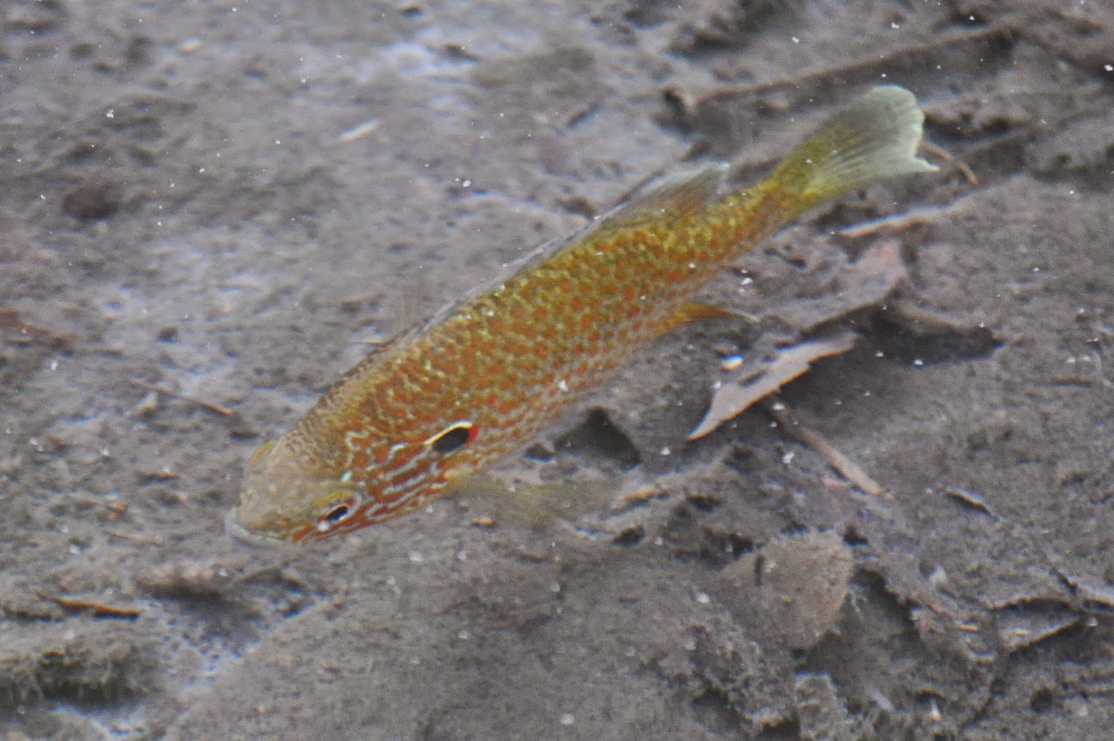 ZOOTOGRAFIANDO (5.836 ANIMALS): PERCA SOL / PUMPKINSEED (Lepomis gibbosus)