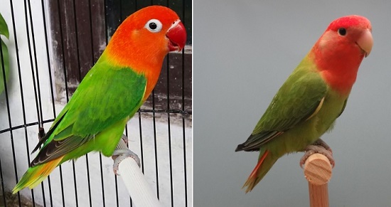 Catatan Burung: Jenis Mutasi Warna Lovebird Biola
