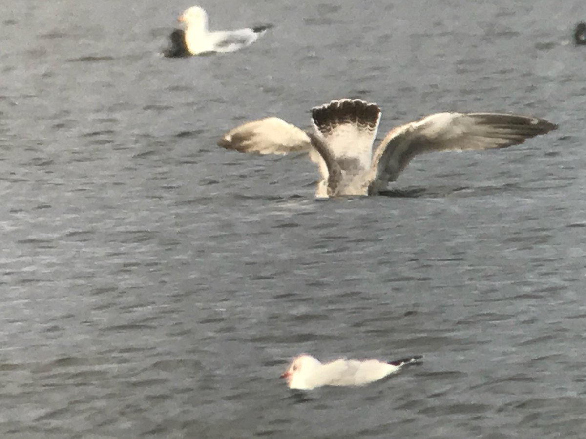 Barnsley Bird Sightings: Wintersett + Gull Roost + Pics 02.10.18