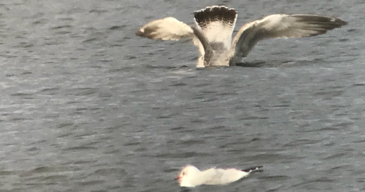 Barnsley Bird Sightings: Wintersett + Gull Roost + Pics 02.10.18