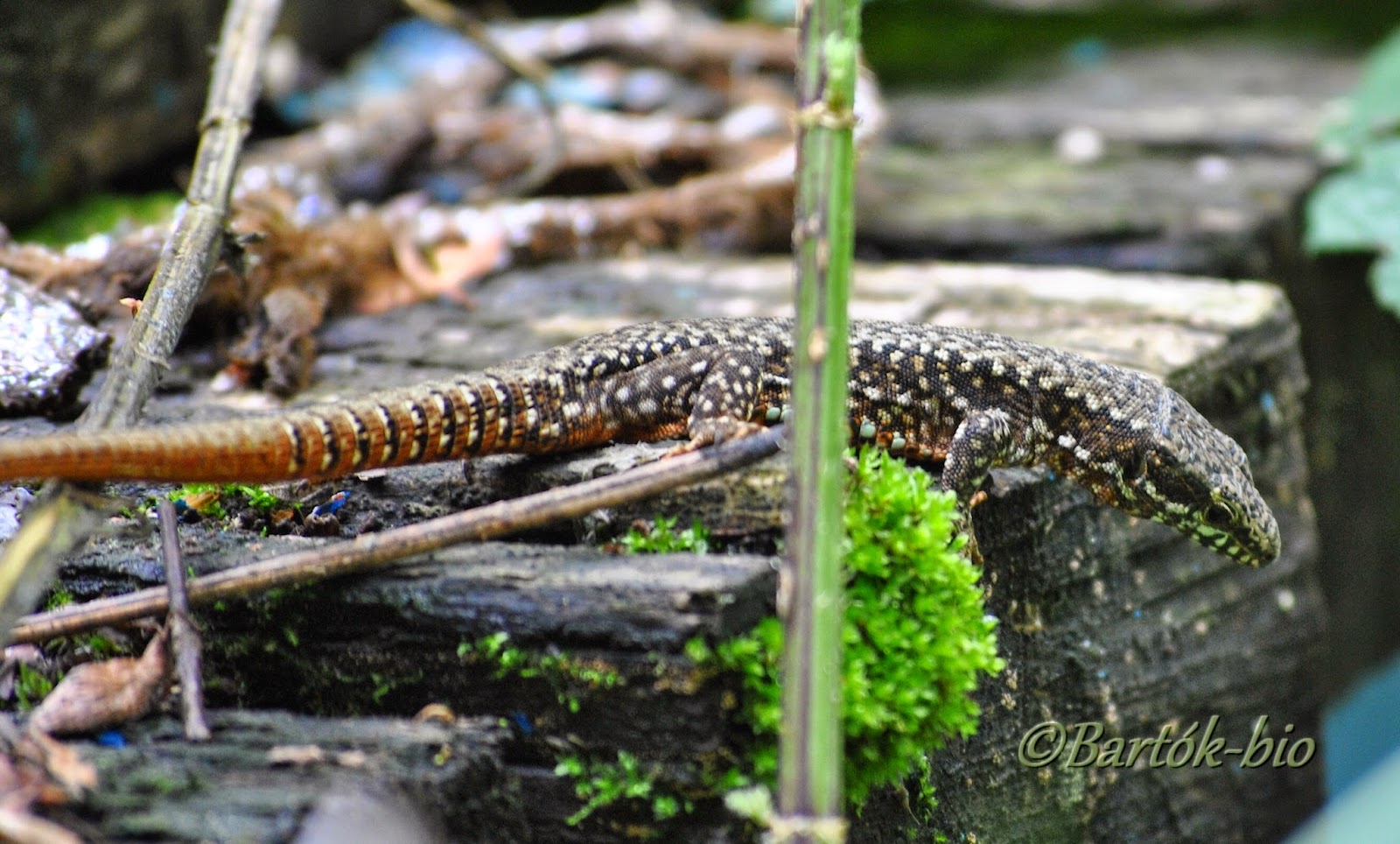 Bartók - bio: Három gyíkfaj egy helyen