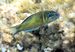 Artes de Pesca: VAMOS A PESCAR PEZ VERDE